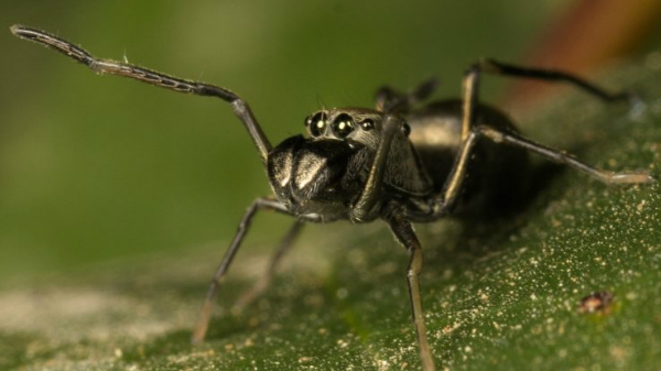 کشف شیر عنکبوت ؛ فقط پستانداران نیستند که به فرزندان خود شیر می‌دهند ...